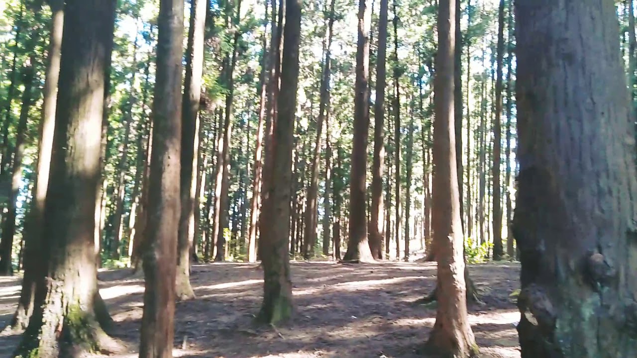 Malki forest, shillong - YouTube