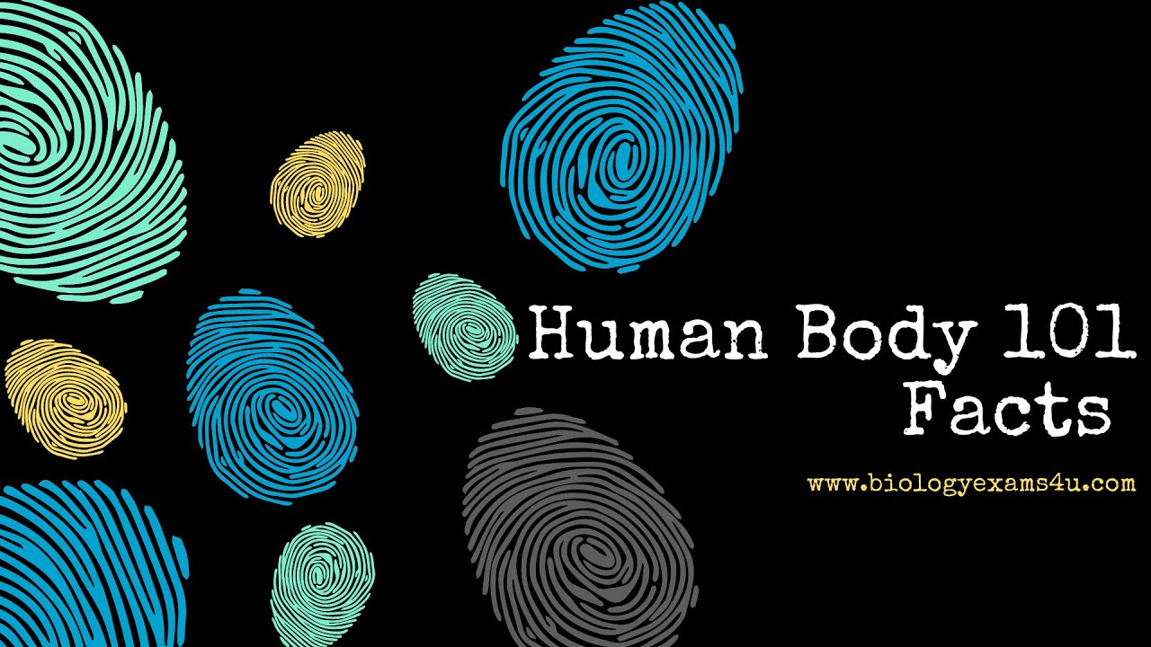 Human Body 101 Facts || Human Physiology Facts || Human biology ...