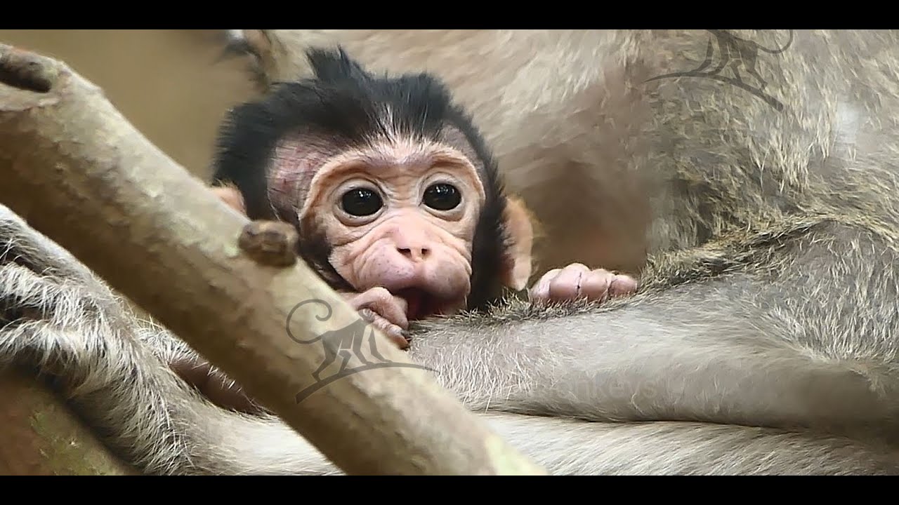 Baby Pickles Is Still Not Ready For Climbing But Look How Cute He Is ...