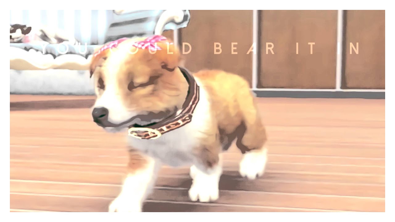 ʜᴇᴀʀᴛsɪɢʜ || ᴍᴜғғɪɴ || ғʙ ᴠ || nintendogs + cats - YouTube
