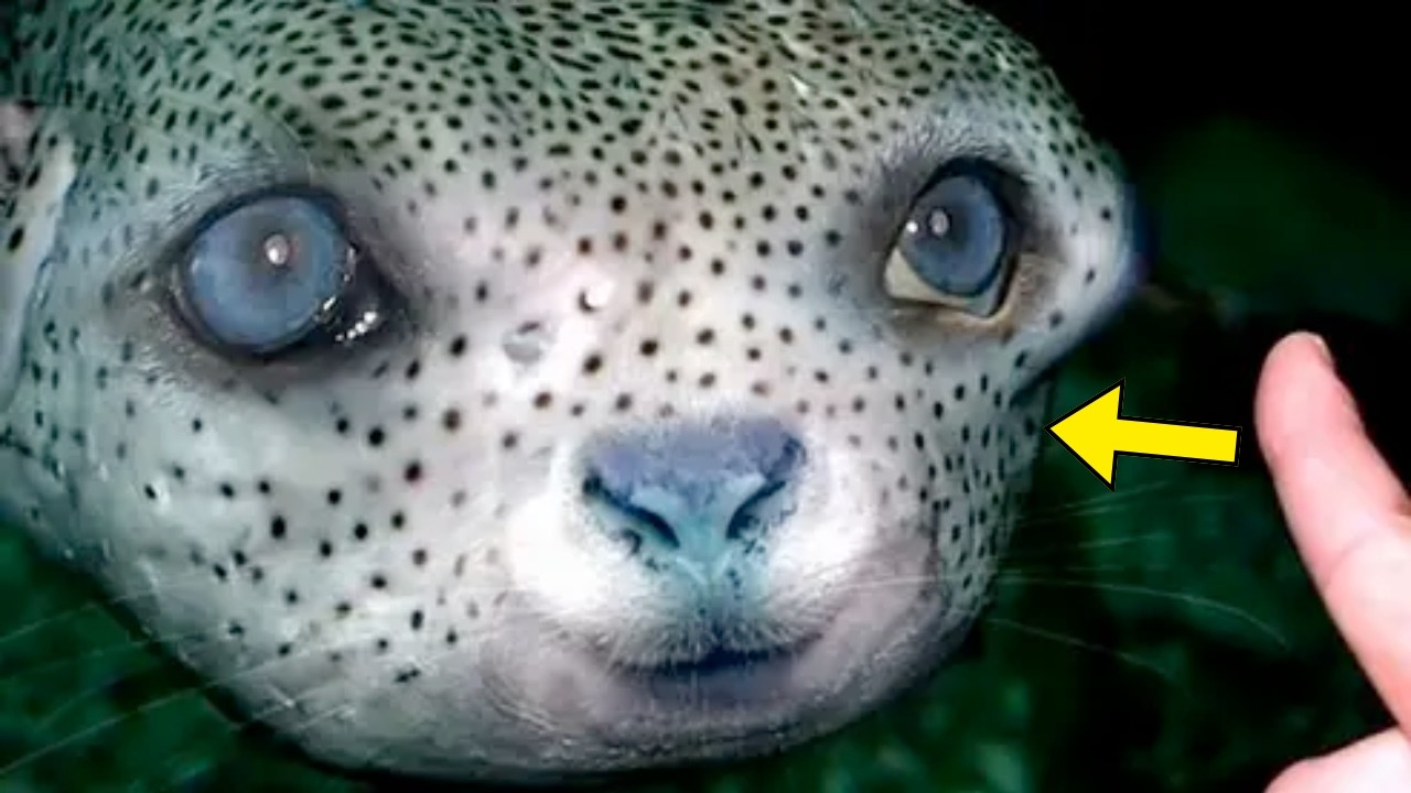 The Deadliest Animal On Earth Looks Completely Harmless - YouTube