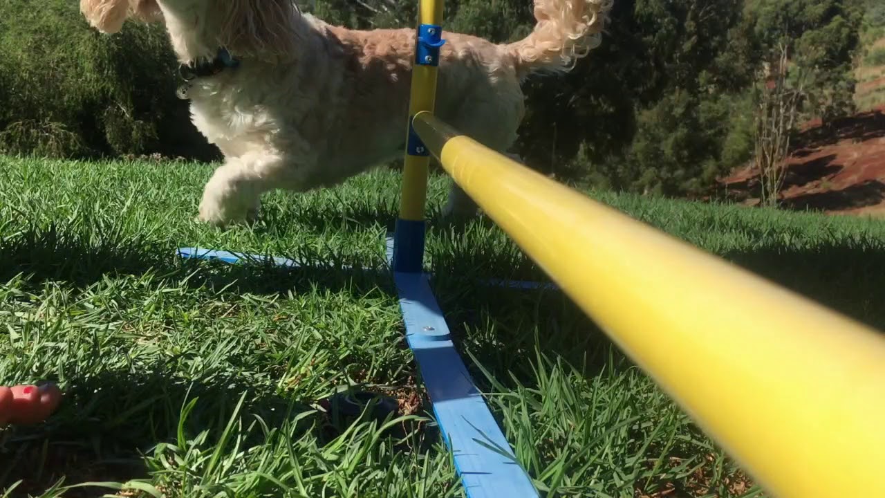 Figure 8 - Small Dog Jump - YouTube