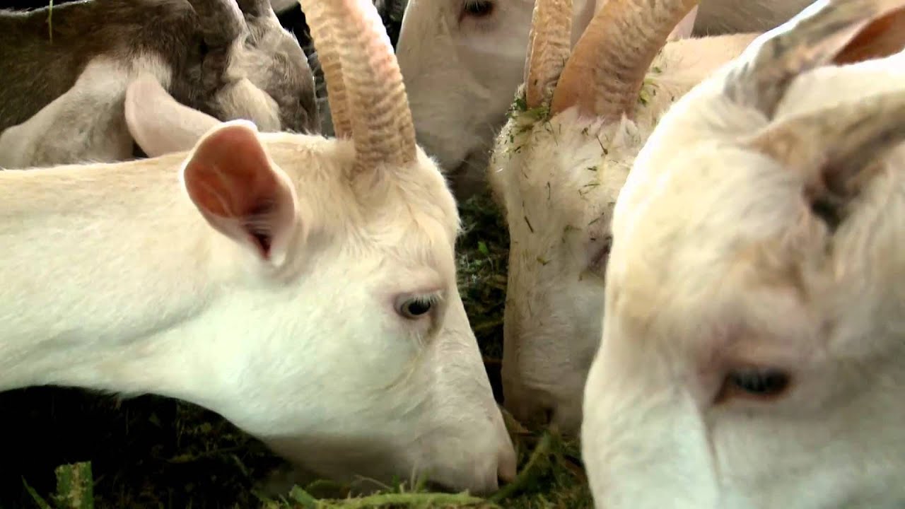 Mineral Cycle Conservation in Goat Farm - YouTube