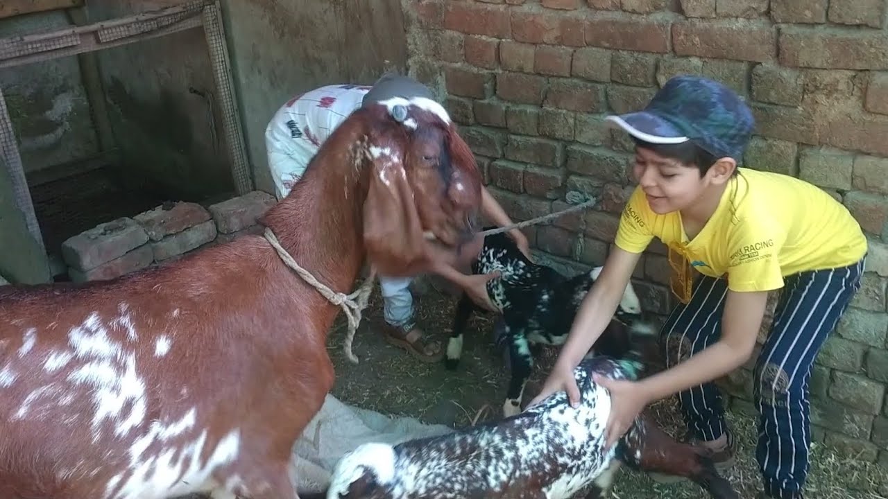 bakri ke bacche lene gay maaz Abdullah 🐐🌹 - YouTube