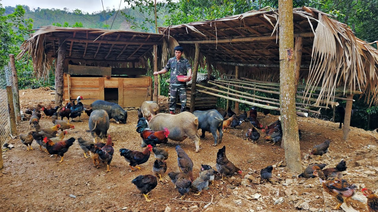 Build a coop for 100 chickens, complete steel fence, farm life, Day 131 - YouTube