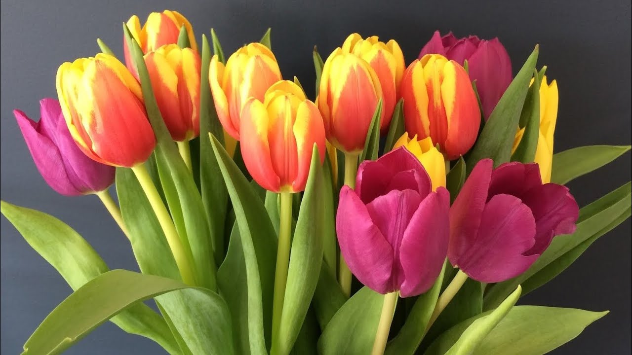 Beautiful Tiulip Flowers around the world to make you calm #Shorts # ...