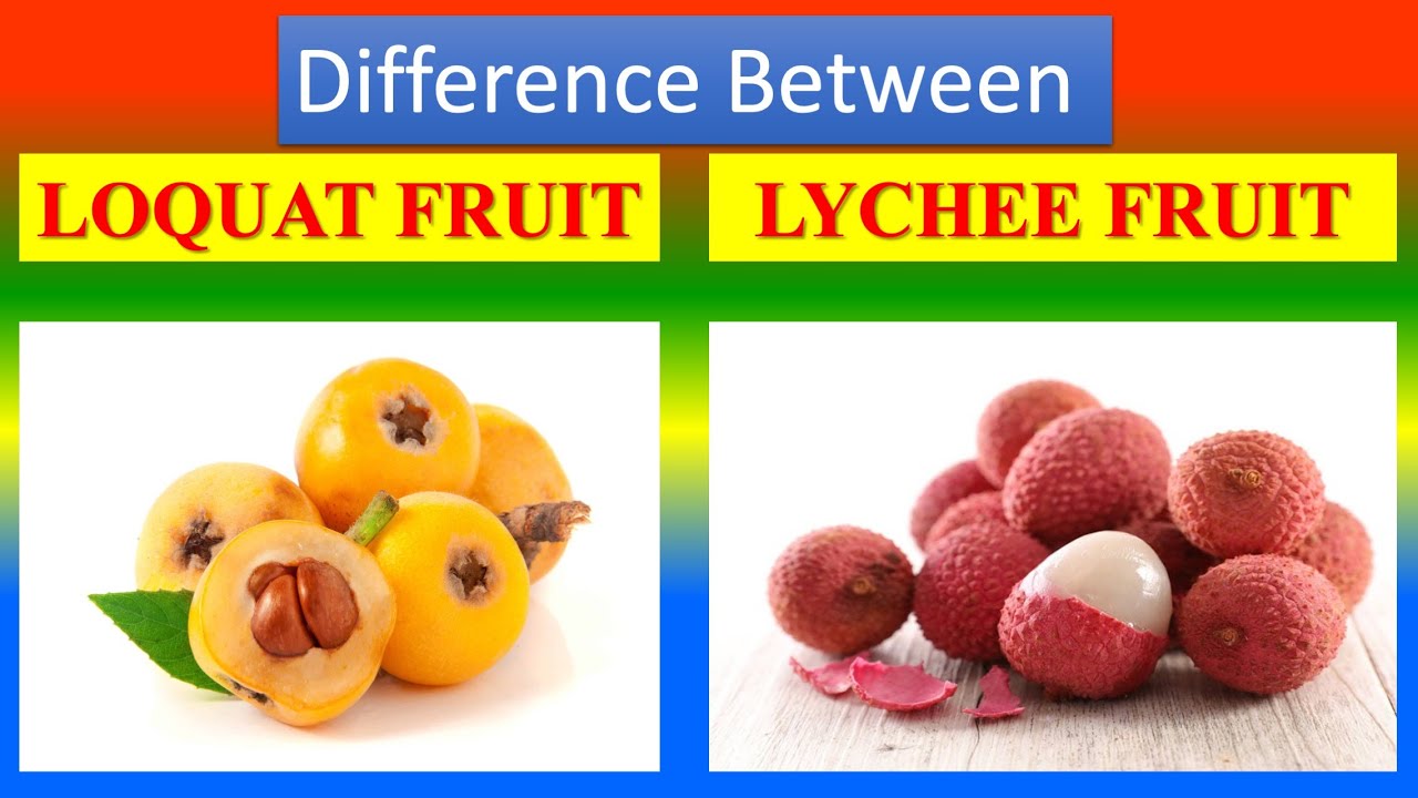 Difference Between Medical And Health Benefits Of Loquat fruit And ...