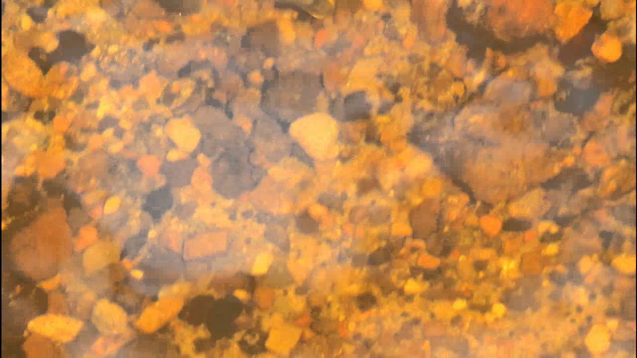 Minóg rzeczny - YouTube