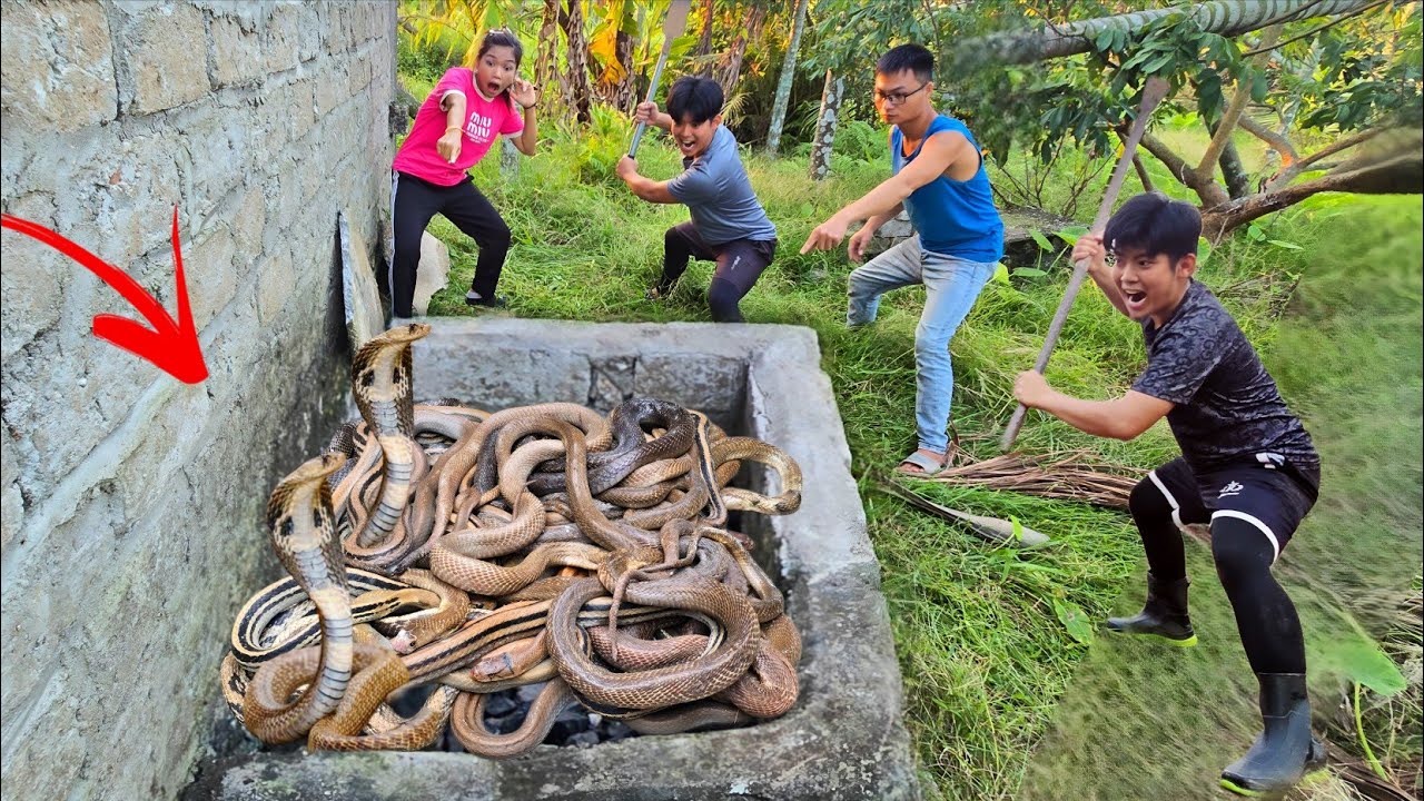 Brave Expert Catch 100 Giant Dragon Snakes With Bare Hands - YouTube