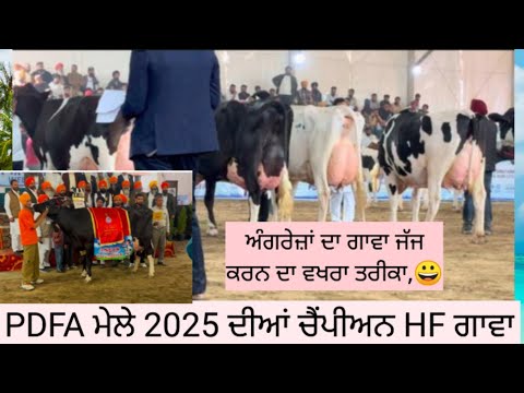 PDFA ਜਗਰਾਓਂ 2025 milk and beauty ਕੰਪੀਟਿਸ਼ਨ ਦੀਆ ਜੇਤੂ HF  ਗਾਵਾ