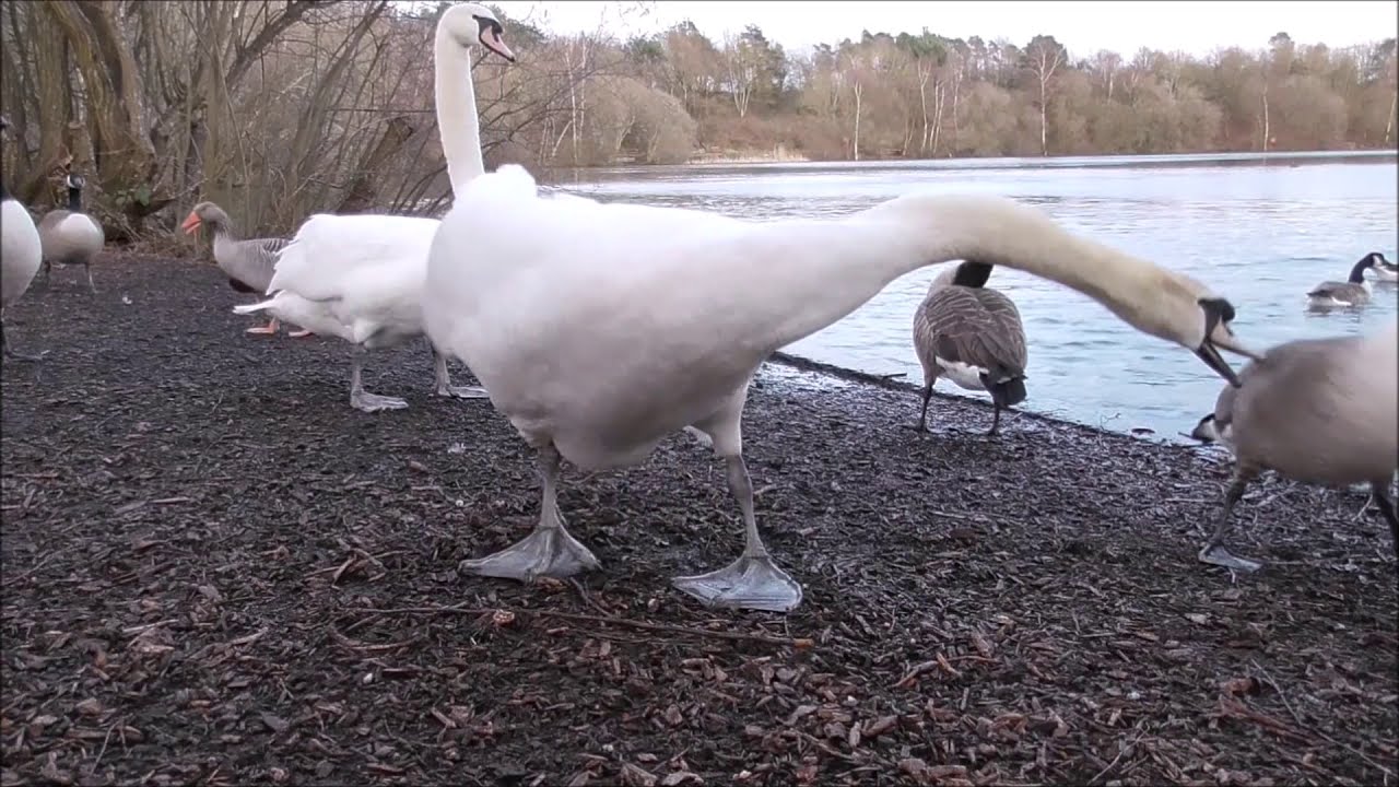 When Animals Brutally Attack! Canada Geese, Mute Swans, Greylag Goose ...