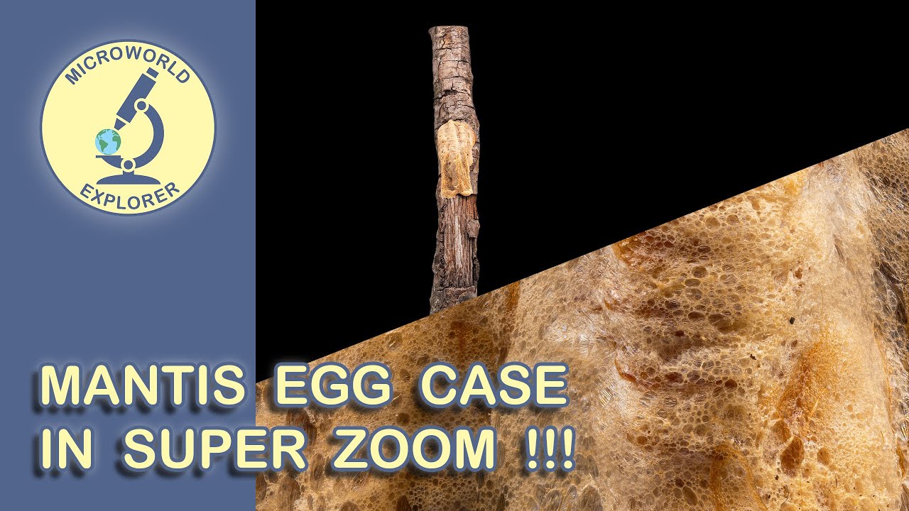 Mantis Egg Case under the Microscope. Unseen World in SUPER ZOOM! - YouTube