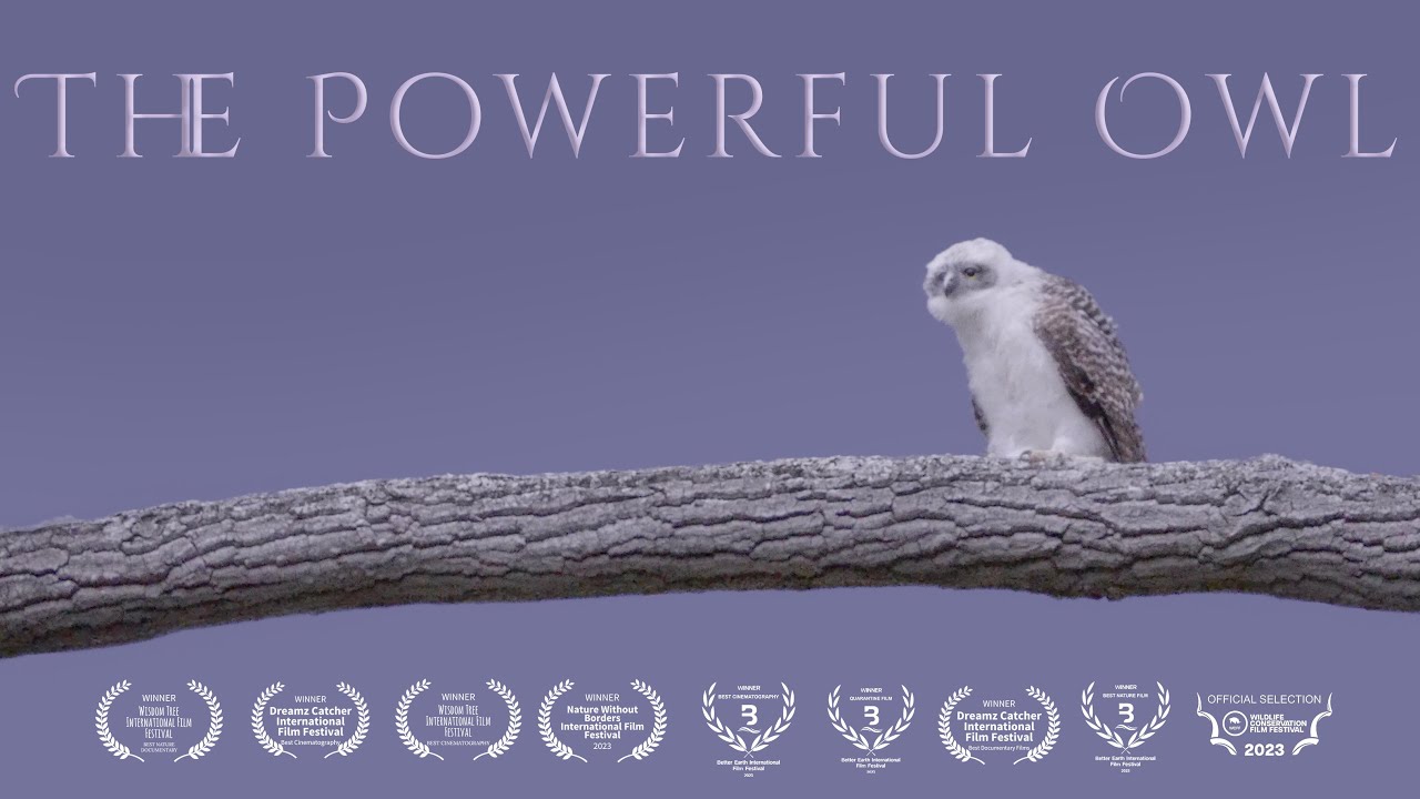 The Powerful Owl - Australian Owl Documentary - YouTube