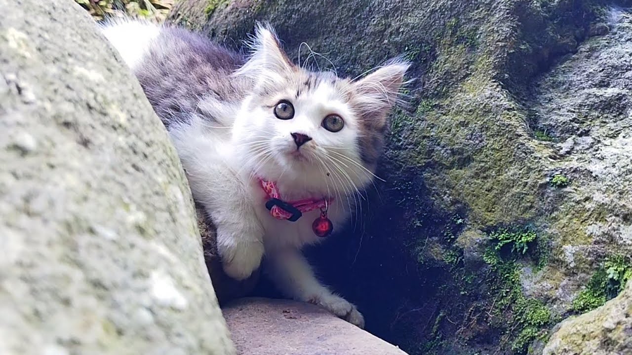KITTEN CAT - CAT CUTE - BILLI KARTI MEOW MEOW MEOW - COCOMELON CAT ...