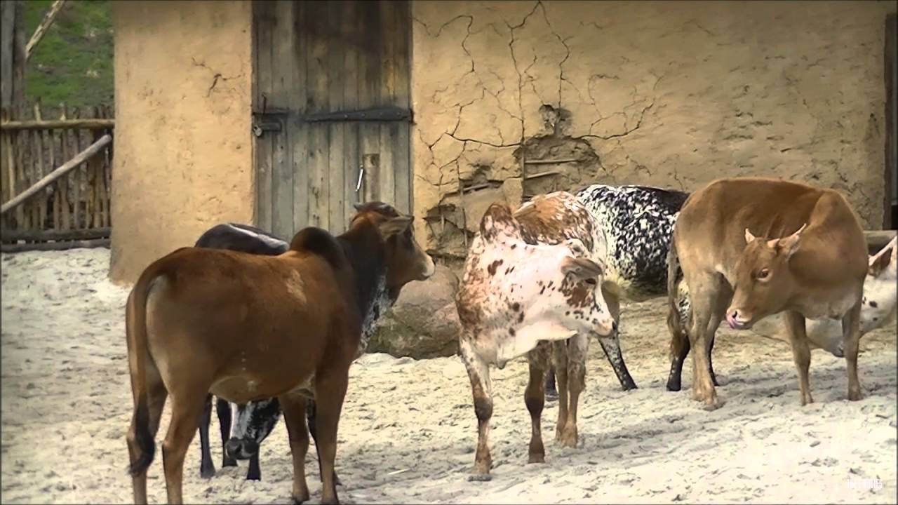 Dwergzeboe Wildlands Adventure Zoo Emmen 2016 - YouTube