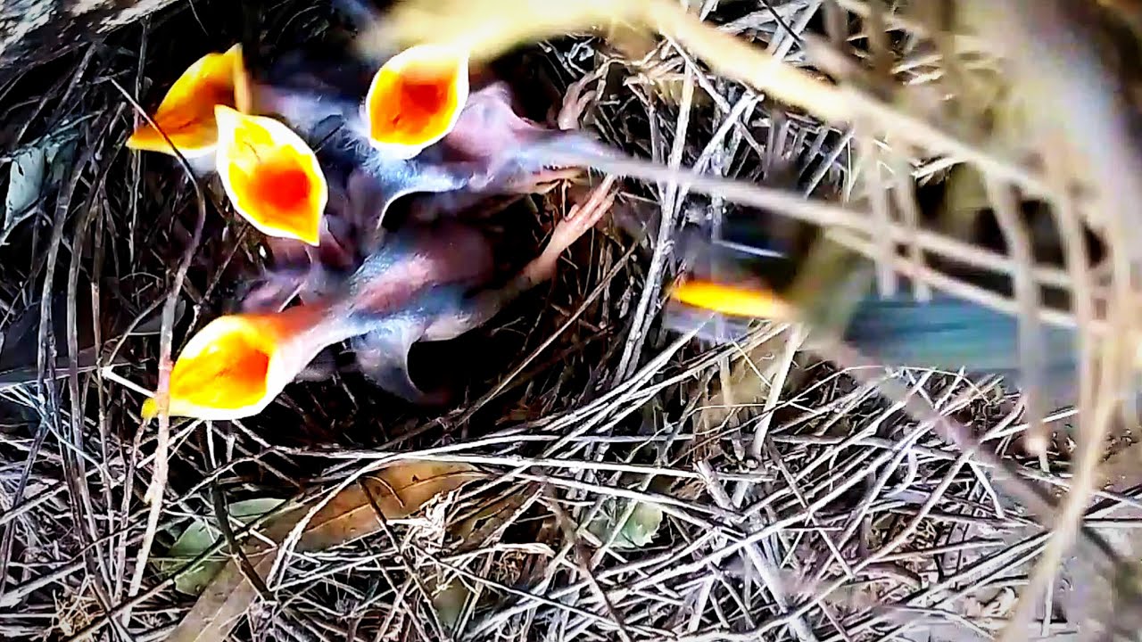 Great myna bird finds food to feed the baby#birds #babyanimal - YouTube