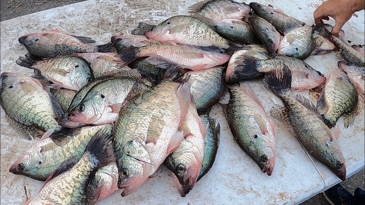 Creek CRAPPIE Fishing WITHOUT Electronics | Catch LOADS Of CREEK ...