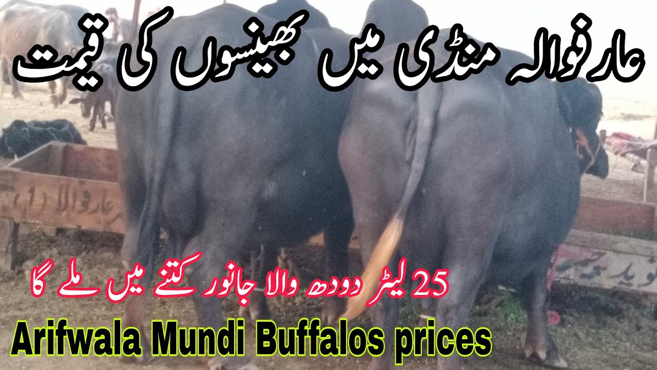 Best Buffalos price in Arifwala Mundi | Nili ravi buffalo price in ...