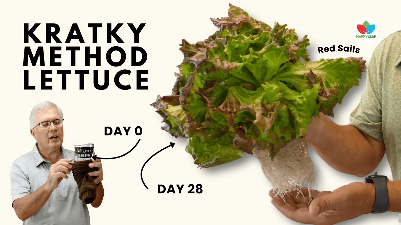 How To Grow Kratky Method Lettuce Indoors | Beginner Hydroponics - YouTube