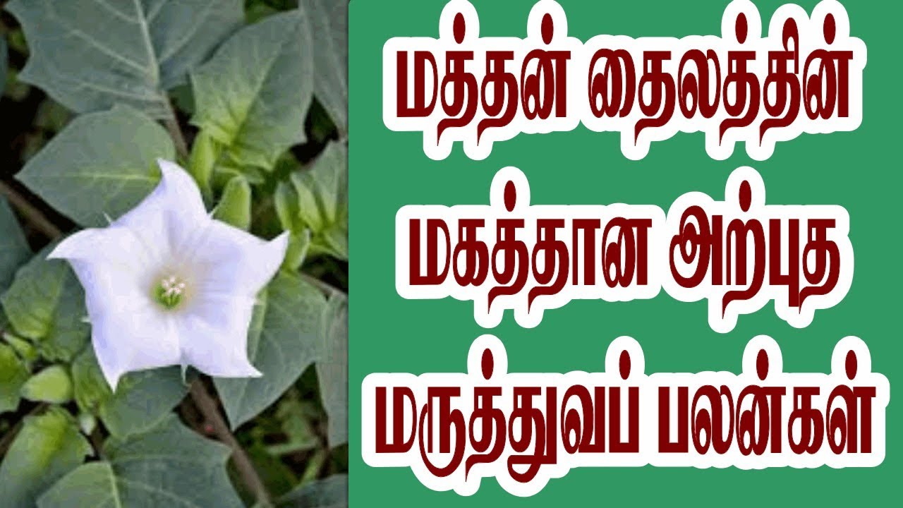 MEDICINAL BENEFITS OF MATHTHAN THAILAM / மகத்தான மத்தன் தைலத்தின் ...