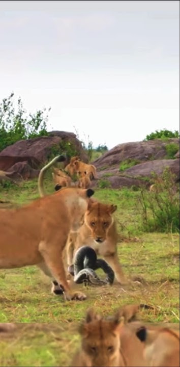 group of lions attacking python - YouTube