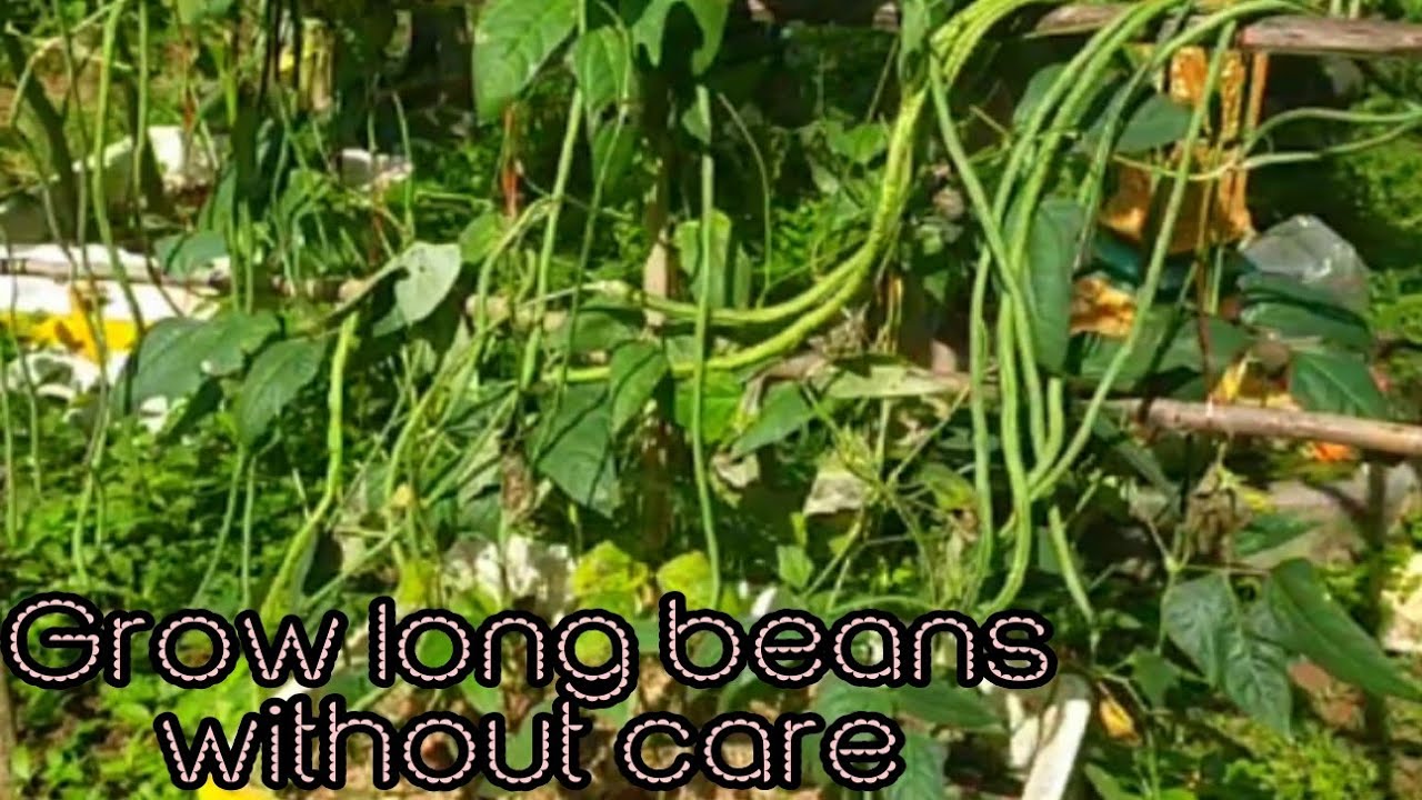 Good Tips to grow long beans at home Expert Tips for a Bountiful ...