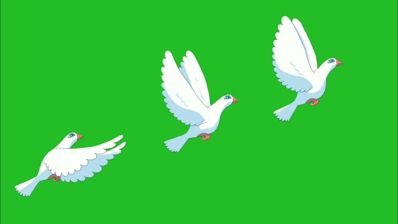 Pigeon Bird Flying animation green screen effect Stock footage HD - YouTube