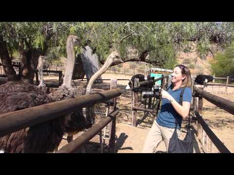 Ostrich Attack