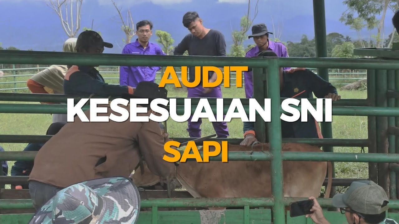 Audit Kesesuaian SNI Sapi BPTU-HPT Padang Mengatas oleh LSPro - YouTube
