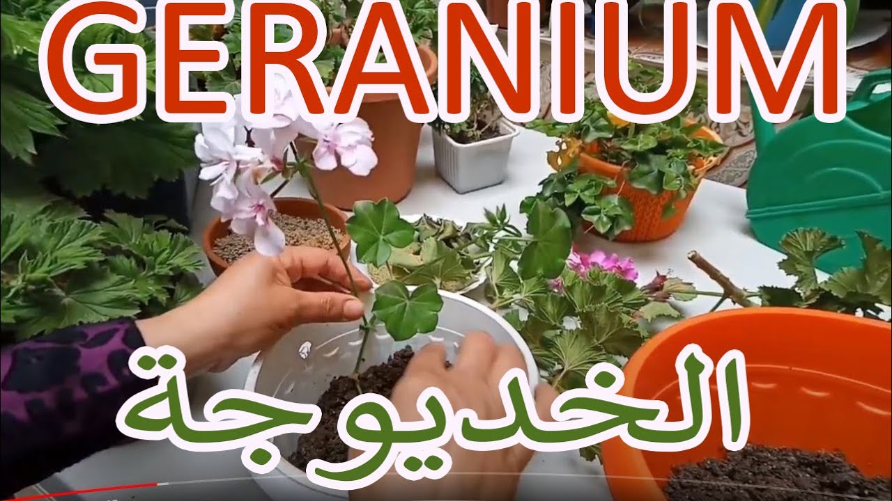 كيفية الإكثار من نبتة الجرانيوم أو الخديوجة - Geranium - YouTube
