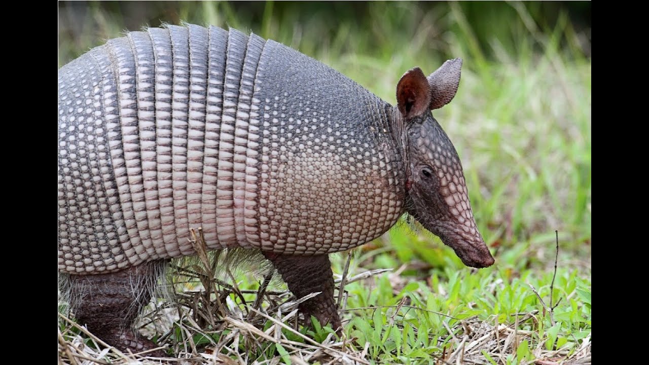 Amazing Facts About Armadillos - YouTube