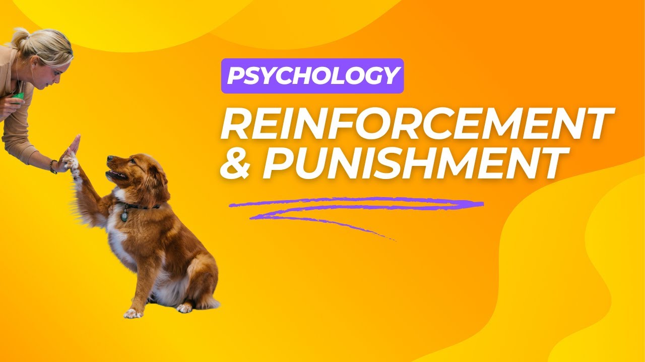 Understanding Reinforcements and Punishments | Psychology Explained ...