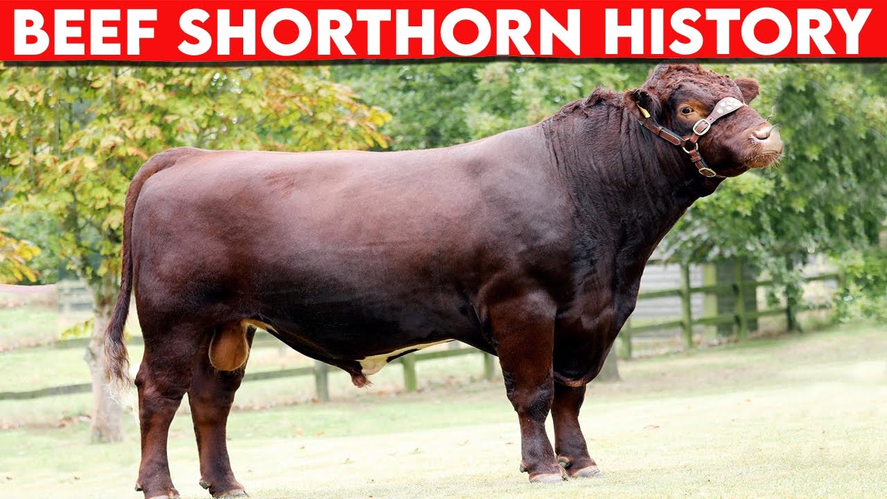 Beef Shorthorn