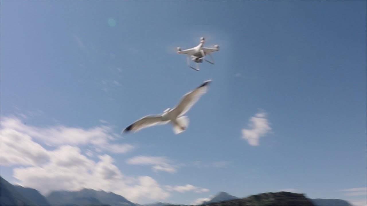 Massive Seagull attacks drone - RR - VLOG : Part 4 - YouTube