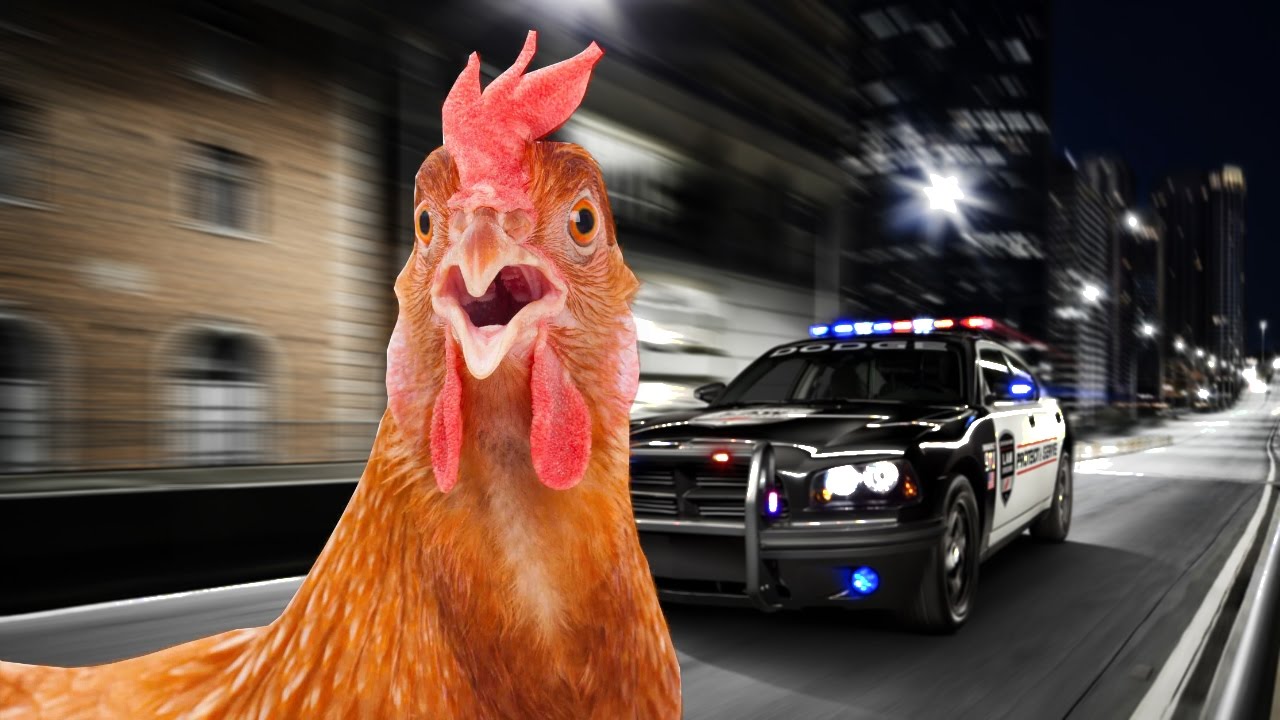Chicken Justice - YouTube