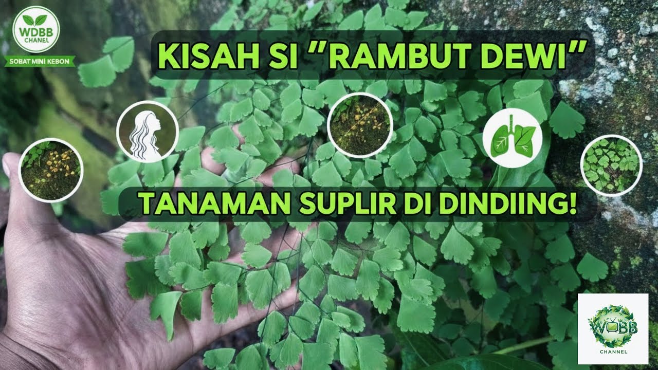 Kisah Si "Rambut Dewi" di Dinding Rumah: Mengenal Tanaman Suplir Lebih ...