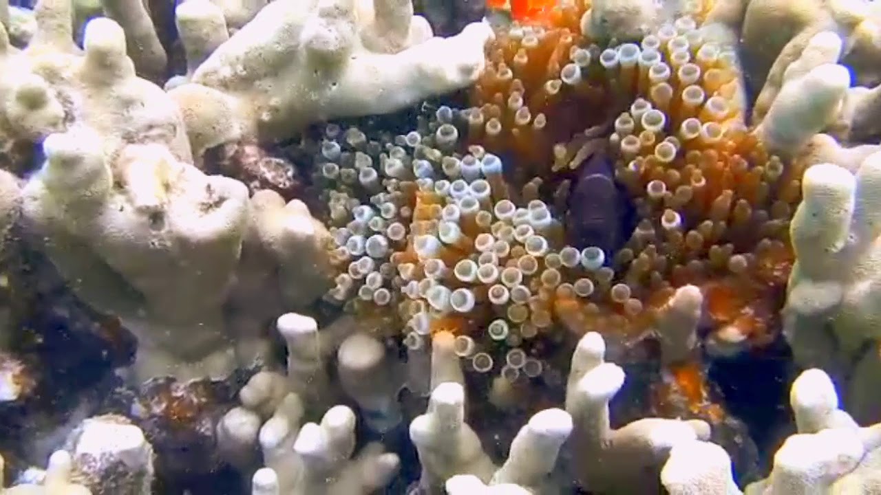 AMAZING! EXPLORE INDONESIA UNDERWATER FINDING NEMO - Kelucuan Ikan Nemo ...