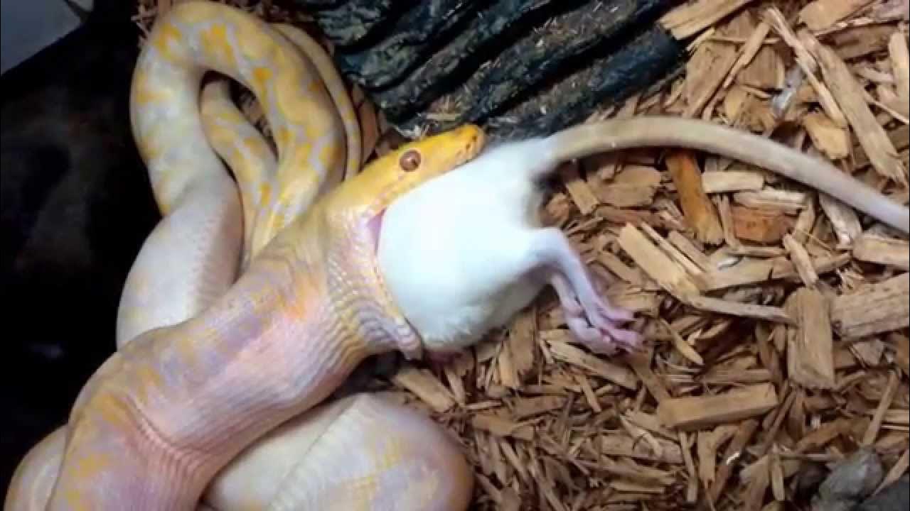 Reticulated python eating - YouTube
