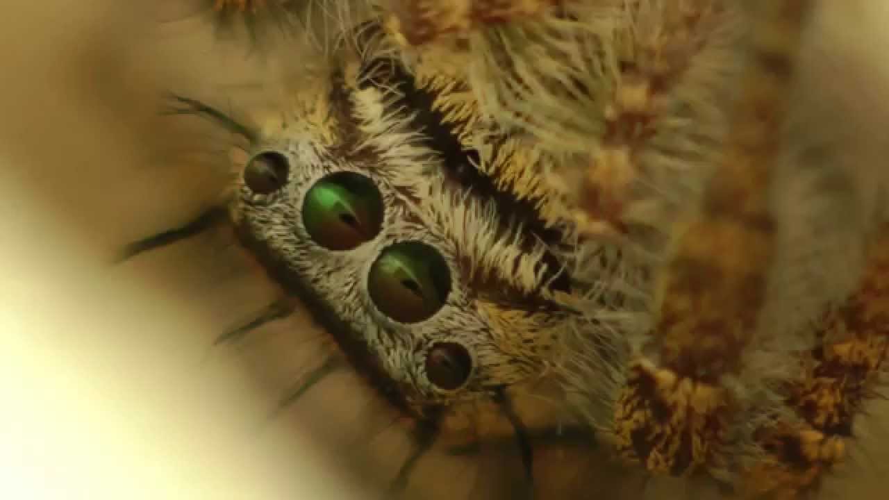 Cute Jumping Spider Hiding - YouTube