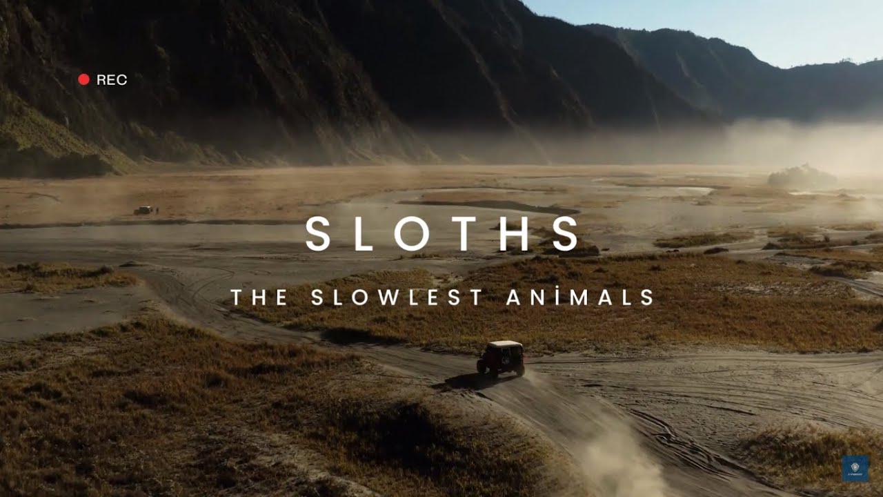 Sloths: The Slowest Animals - YouTube