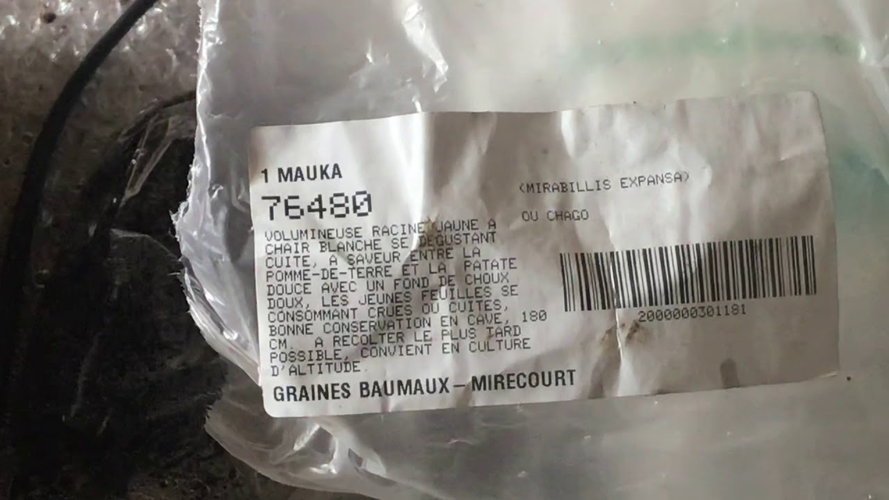 Mauka (mirabilis expansa ) - YouTube