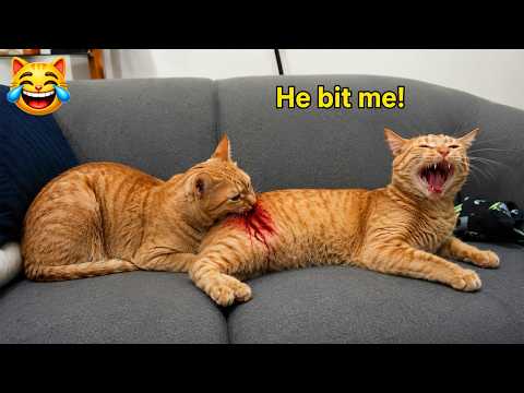 🐶 Cute and Funny Pets 2026 | Viral Cats & Dogs