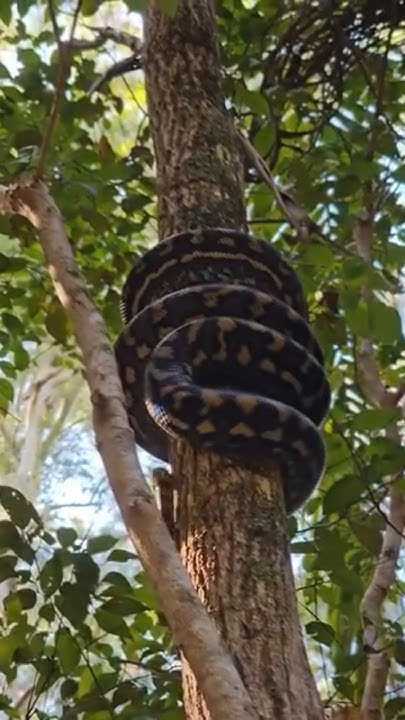 Watching_a_Carpet_python_climb_is_mesmerising!_#snake_#snakecatcher_# ...