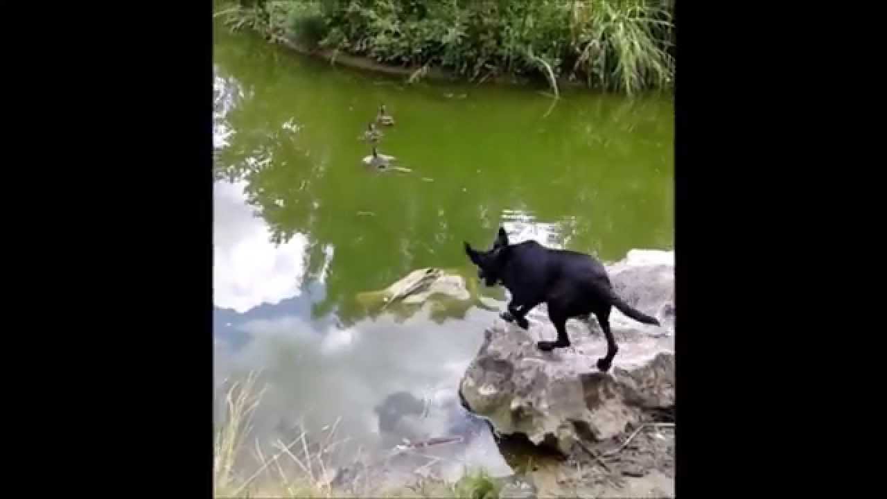 First time swimming! Chasing ducks! Lora the dog! - YouTube