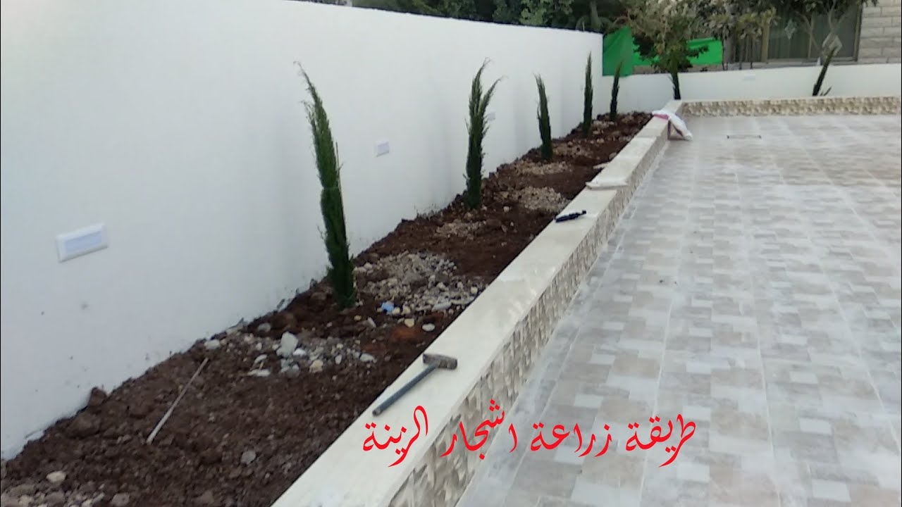 زراعة أشجار الزينة Youtube