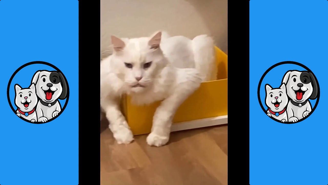 Try Not To Laugh Challenge - Funny Cat & Dog Vines compilation 2021 ...