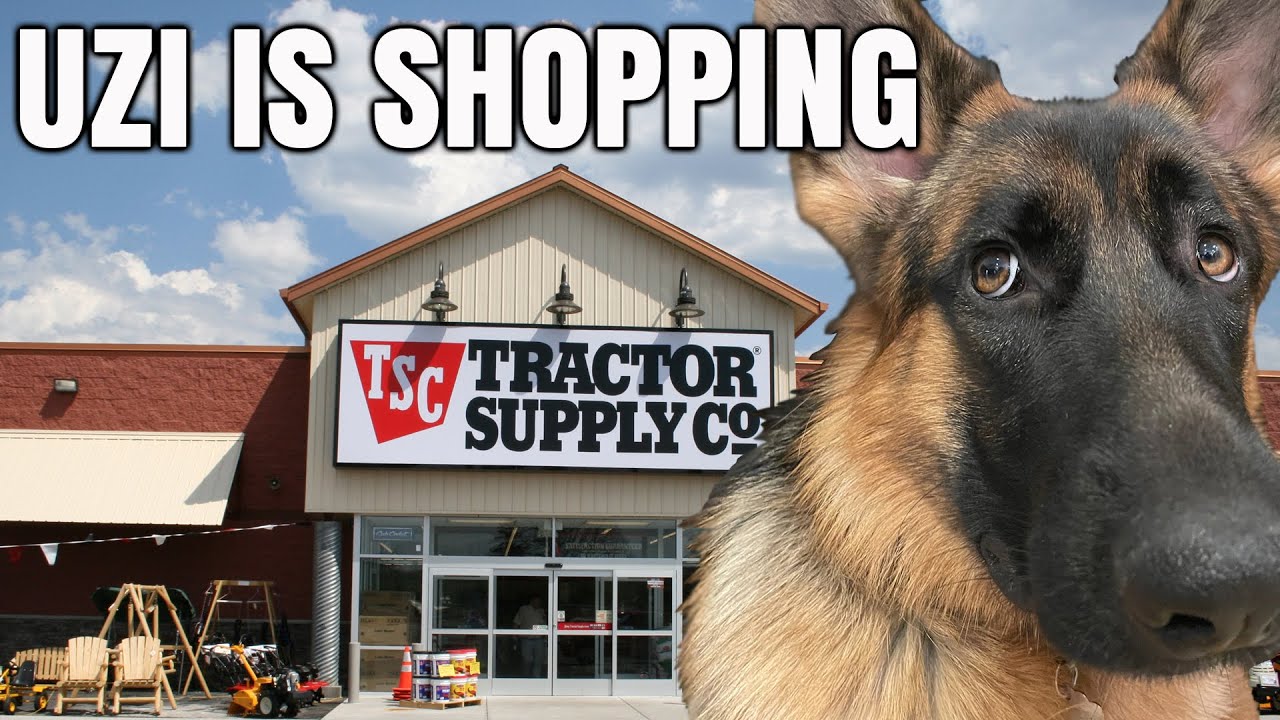 German Shepherd Puppy Going Shopping For New Toys - YouTube