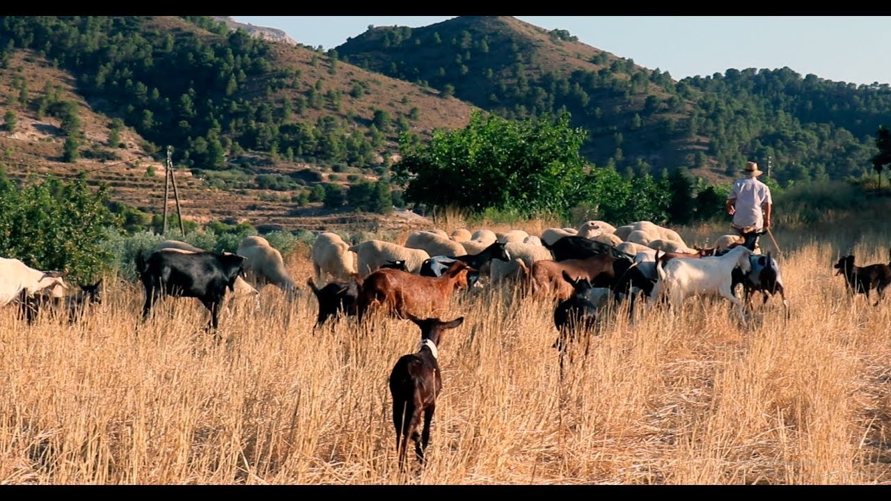 Un día con un ganado de ovejas y cabras (primera parte, 2019) - YouTube