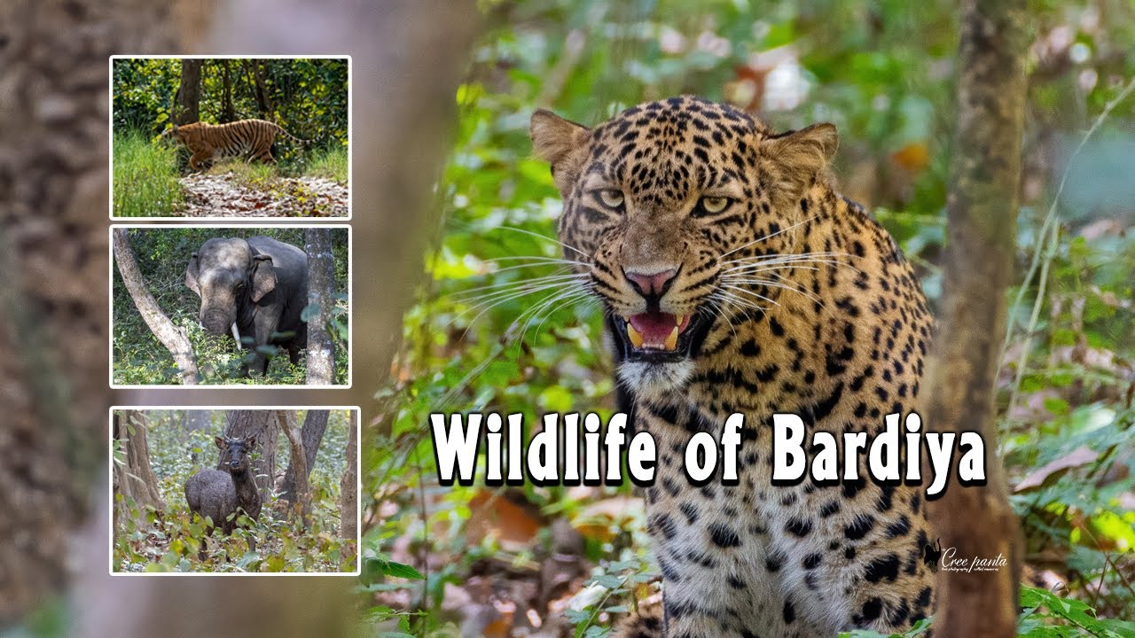 LIVING WITH WILD ANIMALS - BARDIYA, NEPAL #wildlife # ...