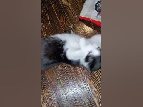 Cat LOVING Her Fresh Catnip! #shorts #cat #catnip #loving #sofunny #haha #fyp #youtubeshorts # ...